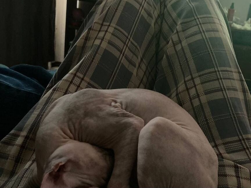 Котёнок донского сфинкса