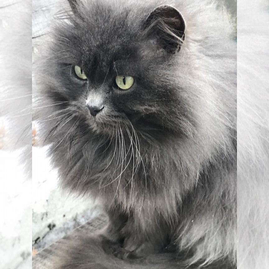 Взрослая, кошка в добрые руки