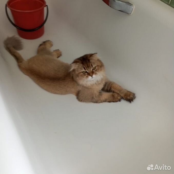 Отдадим бесплатно кошечку в хорошие руки
