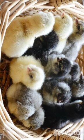 Суточные цыплята оптом и в розницу