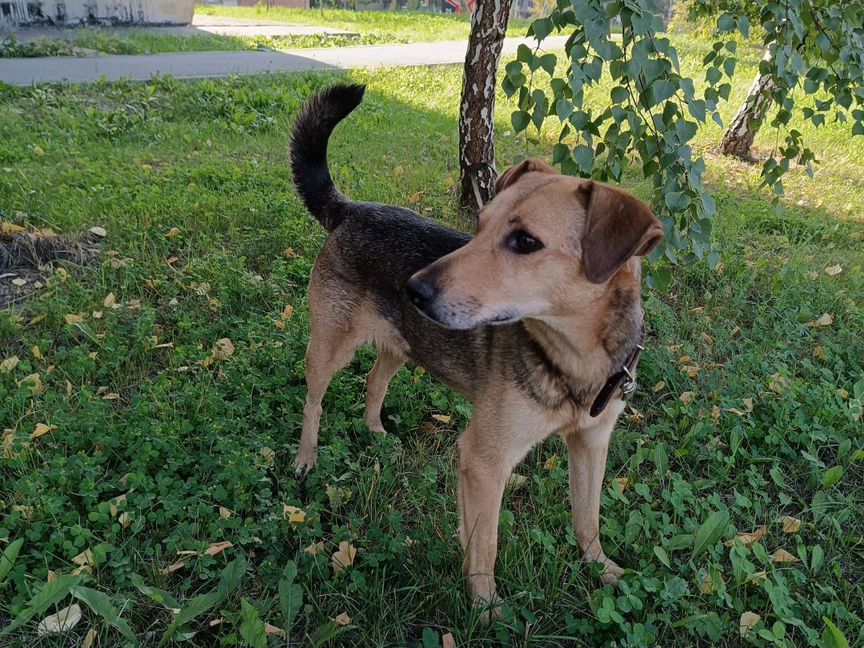 Собака в добрые руки