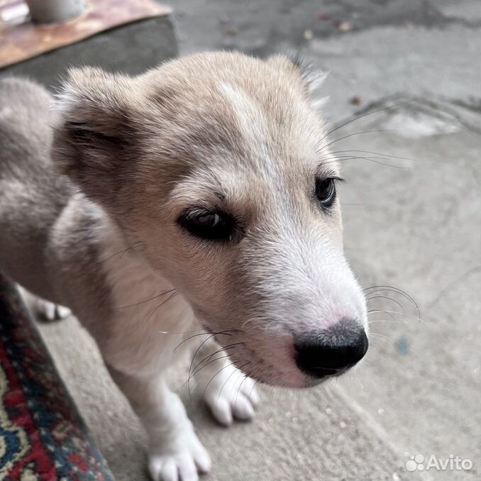 Щенок алабая