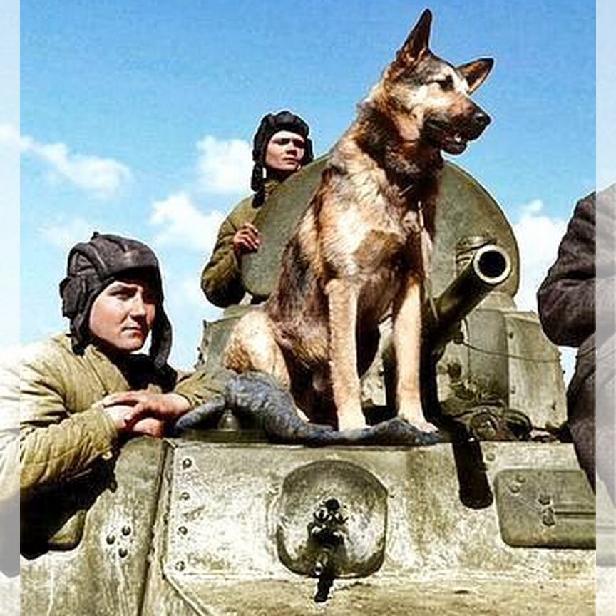 Взрослая собака в добрые руки