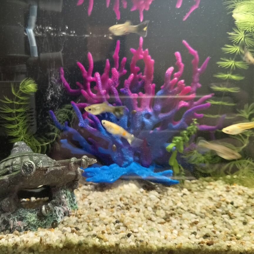 Аквариумные рыбки гуппи