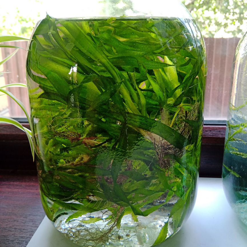 Растения для аквариума