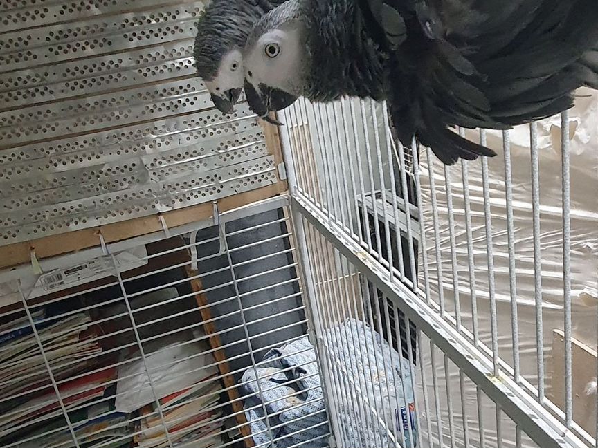 Попугайчики)