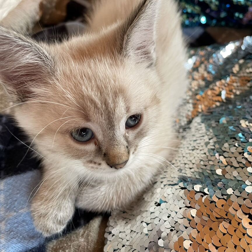 Котята тайской кошки