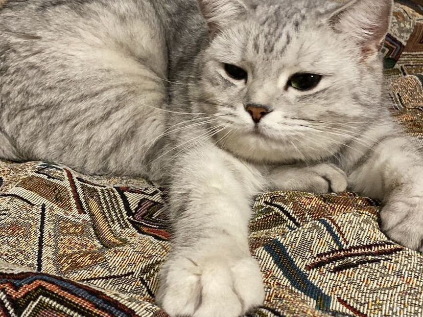 Британская длинношерстная шиншилла