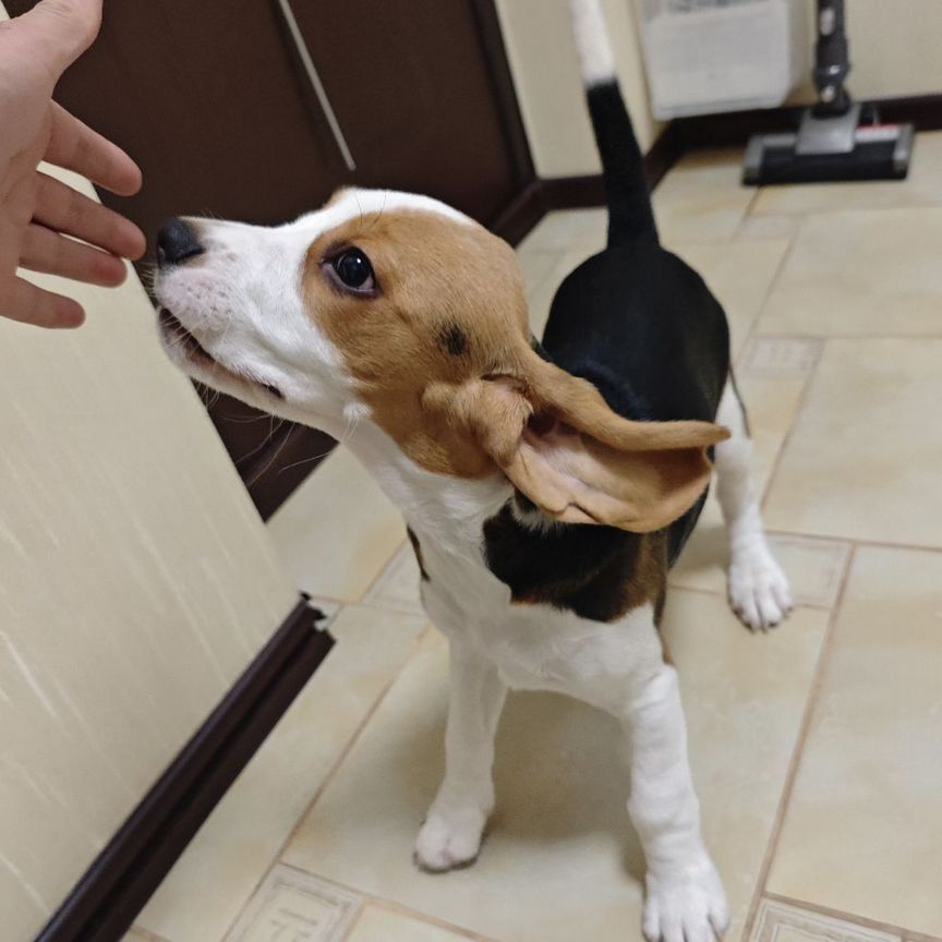 Бигль, щенок