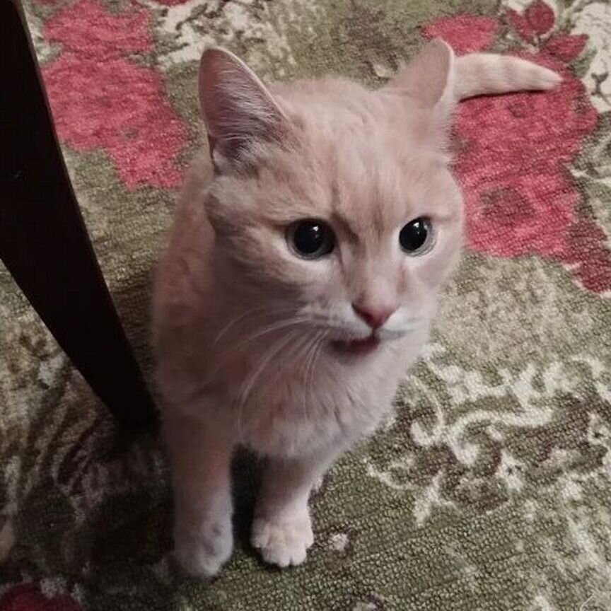 Взрослый кот в добрые руки