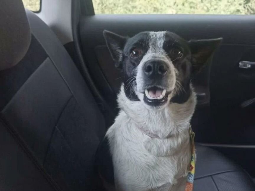 Маленькая собачка ищет дом