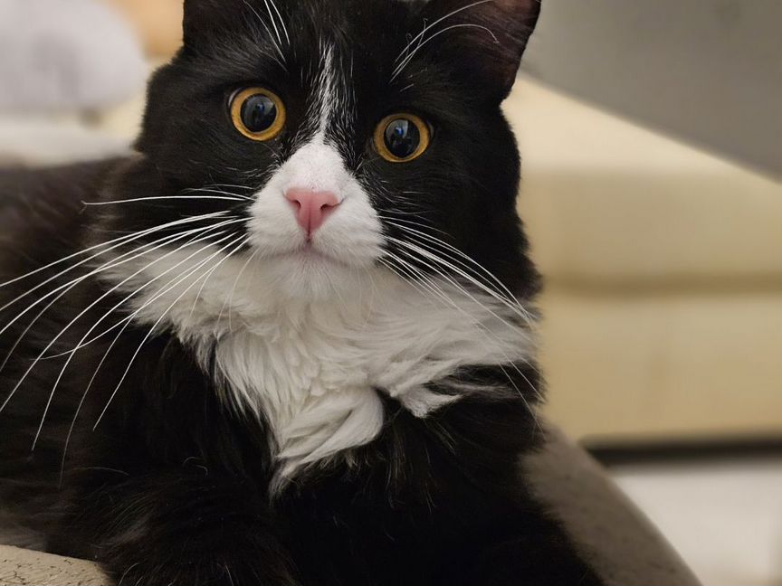 Котята в хорошие руки