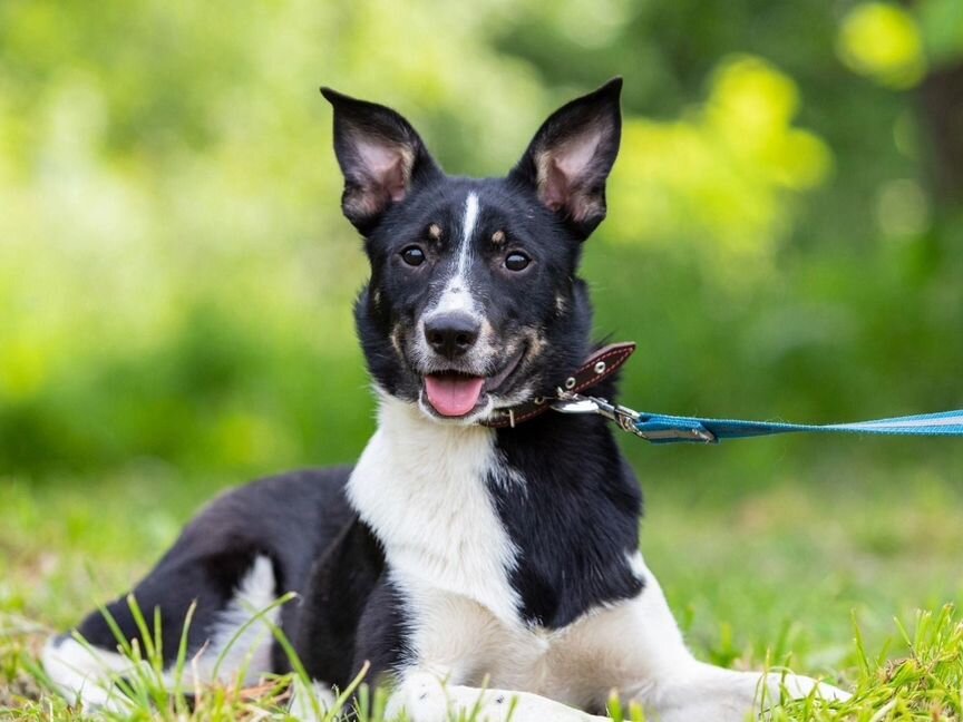 Собачка Лари в хорошую семью бесплатно