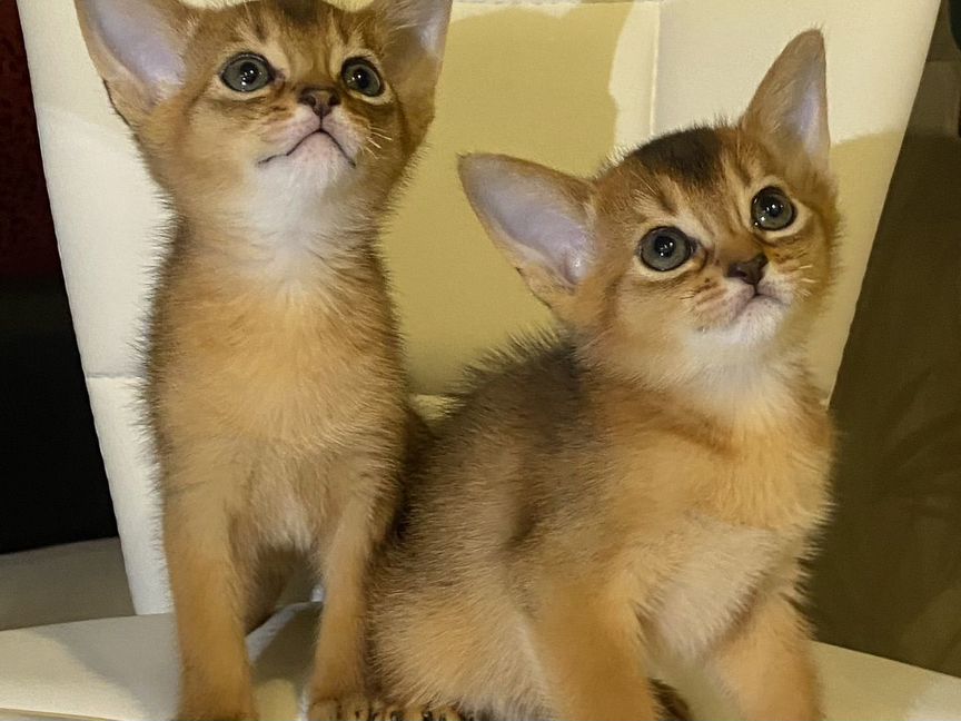 Абиссинские котята