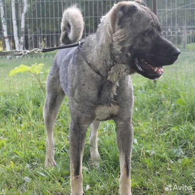 Гампра, молодого кобеля, отдам