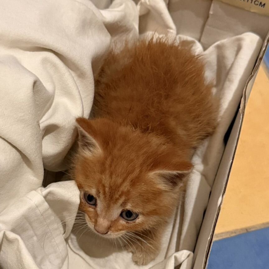 Котенок курильский боьтейл в добрые руки