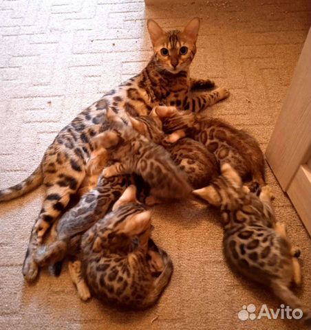 Бенгальские котята