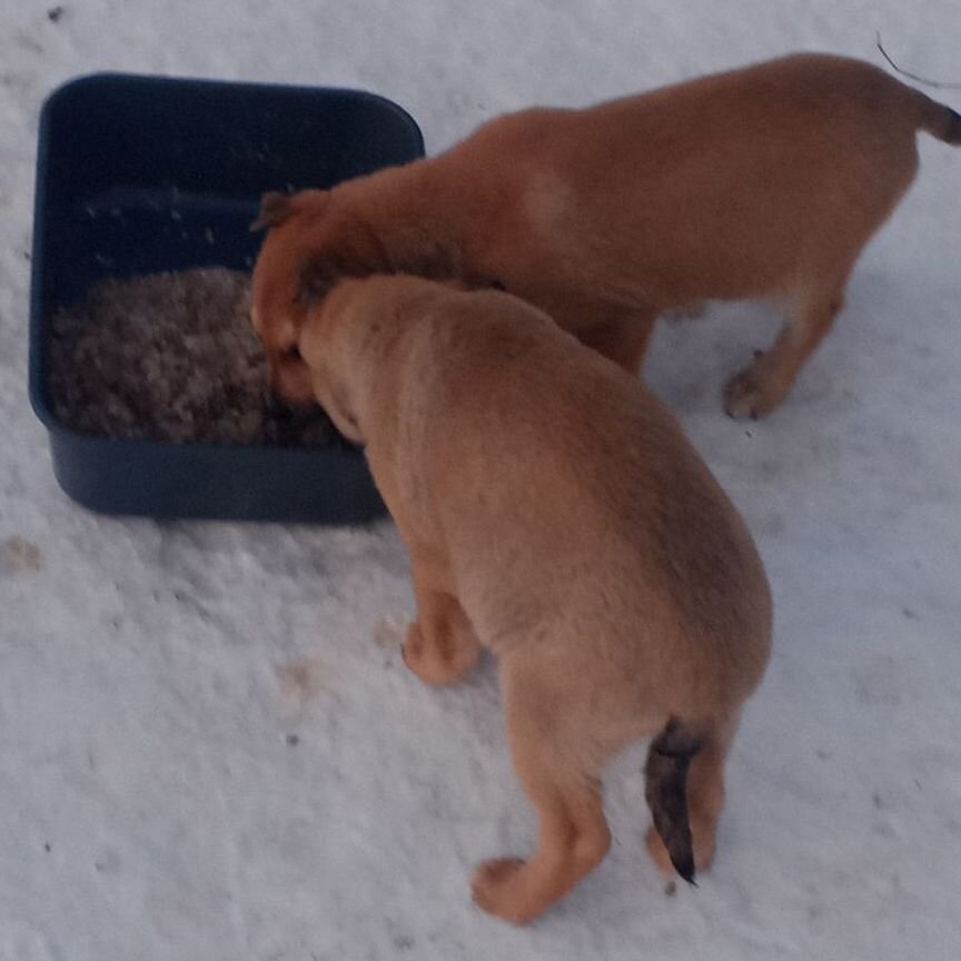 Щенок в добрые руки