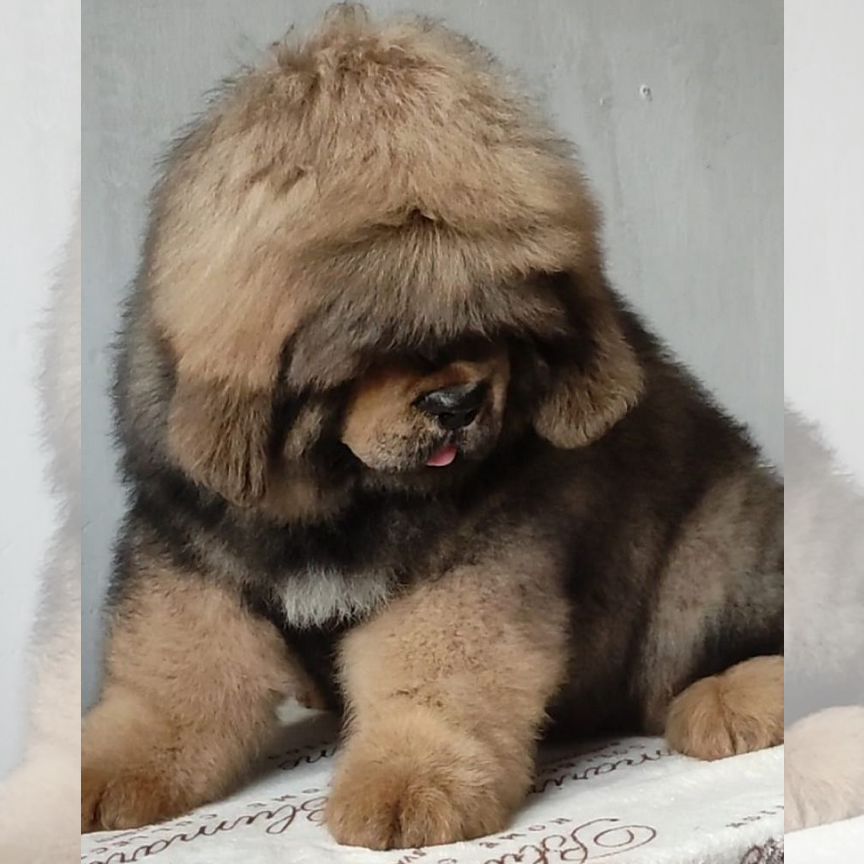 Тибетский мастиф, щенок