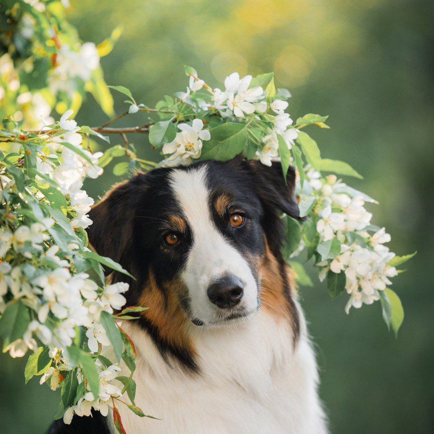 Раннее бронирование щенков Австралмйской овчарки