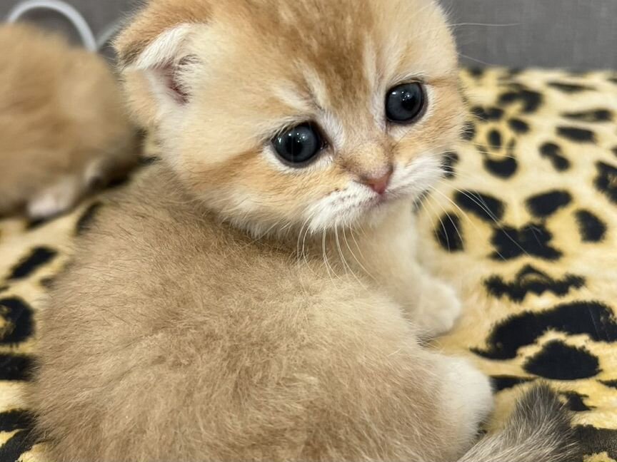 Скоттиш Килт