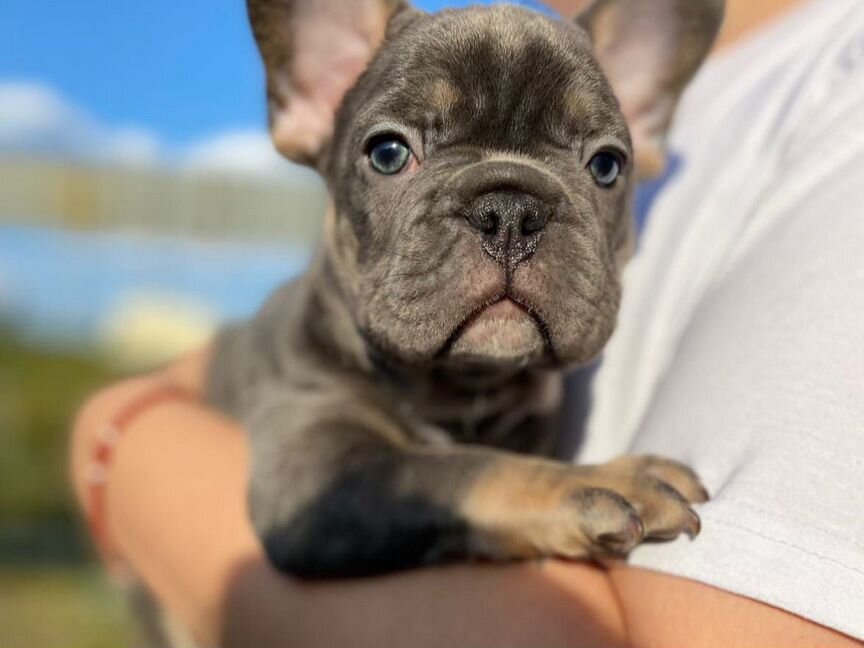 Французский бульдог щенки