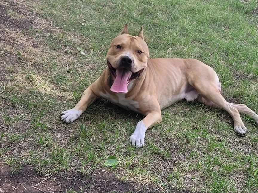 Собака в добрые руки питбуль