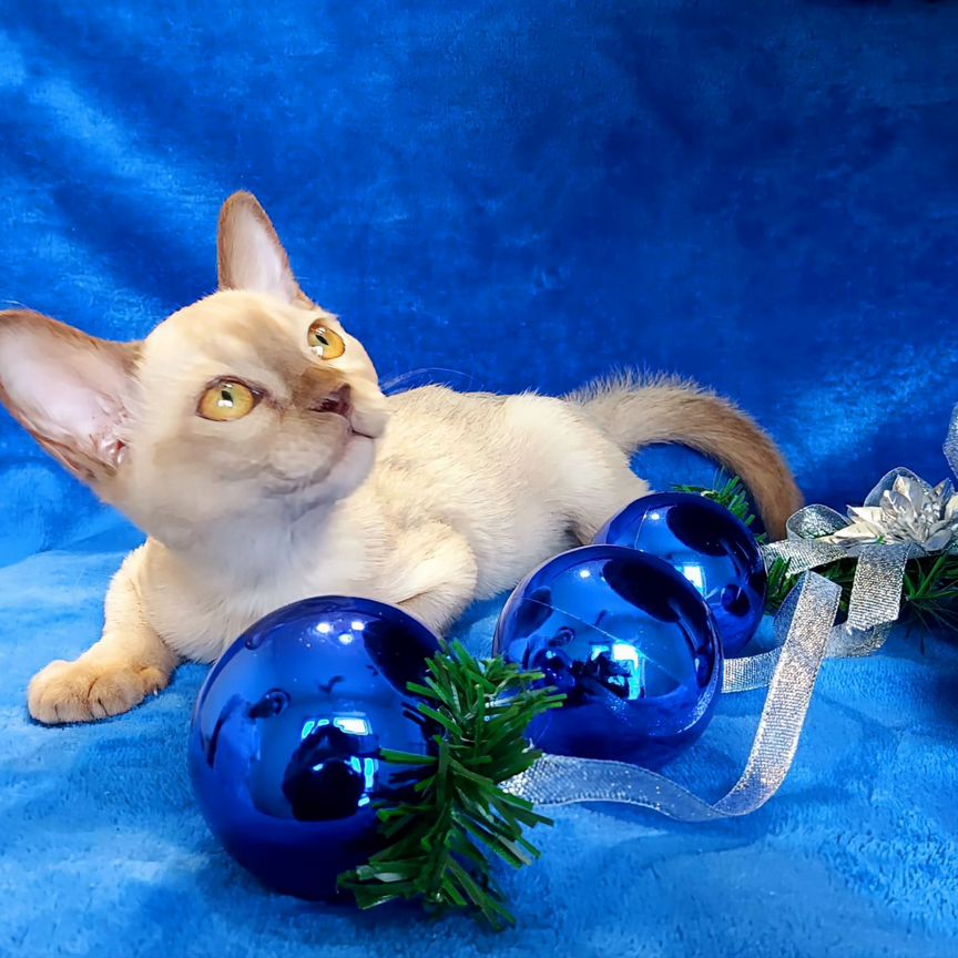 Шоколадный подарок