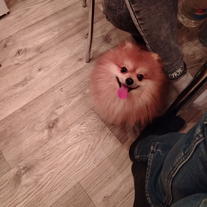 Померанский шпиц, взрослый пёс