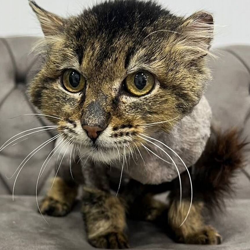 Взрослый кот в добрые руки