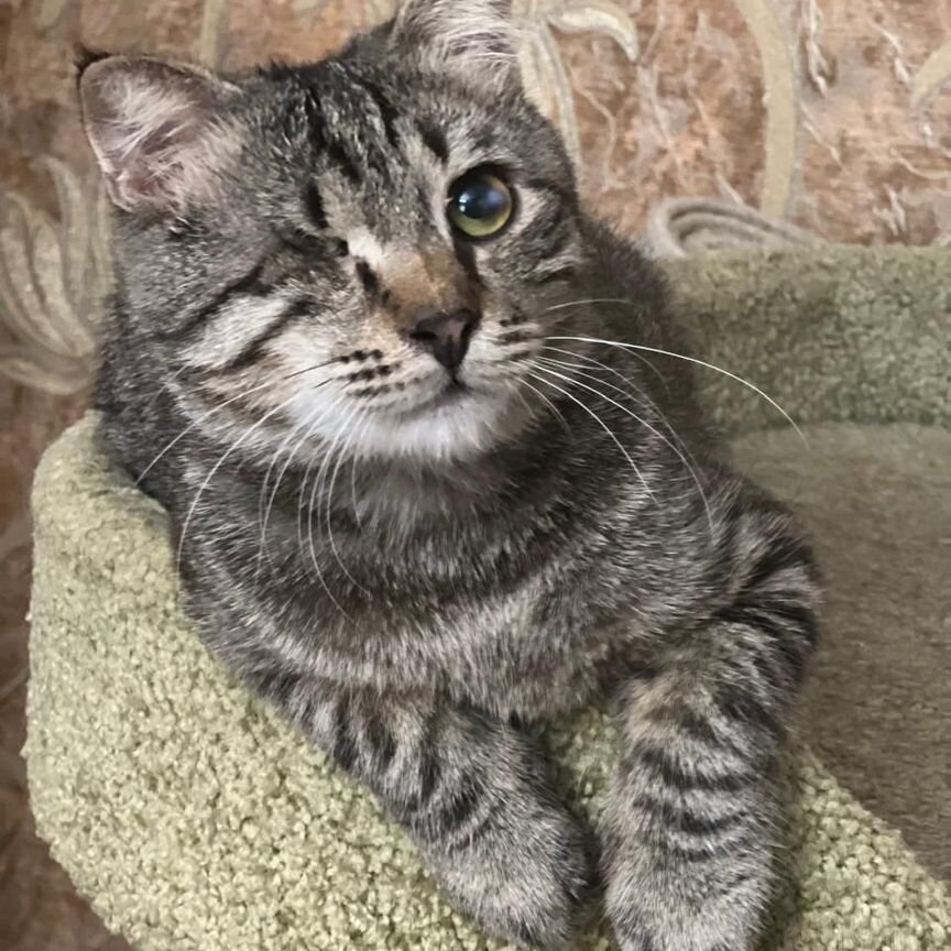 Котенок без глазика ищет дом