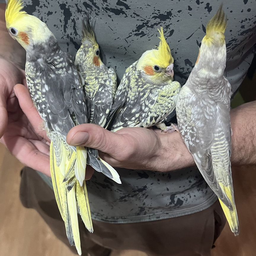 Попугаи корелла