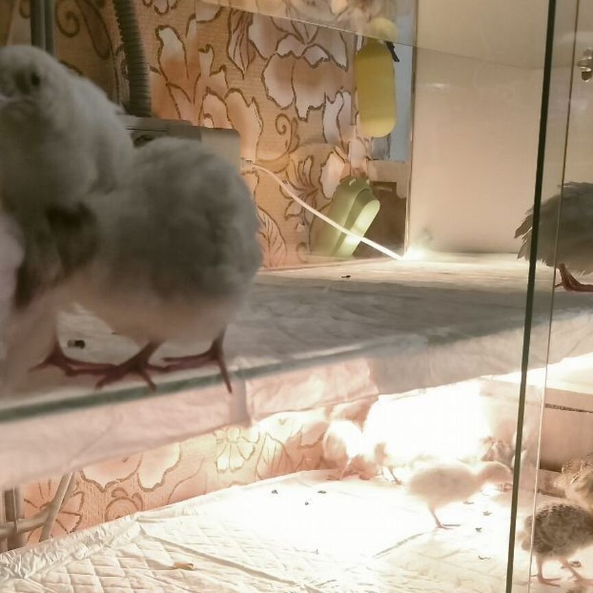 Суточные перепела