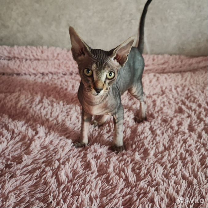 Продаю котëнка породы сфинкс