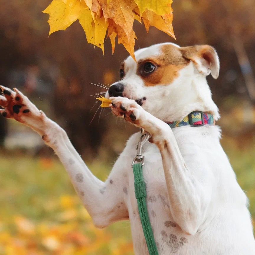 Джек рассел терьер метис