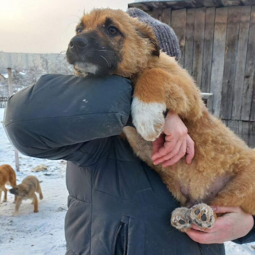 Щенок в добрые руки