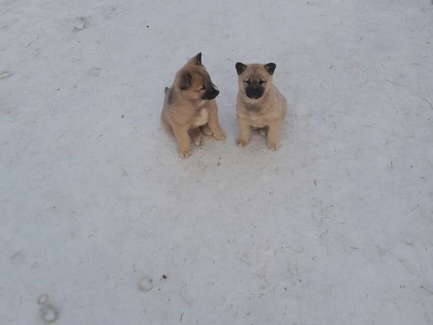 Щенок лайки, кобель