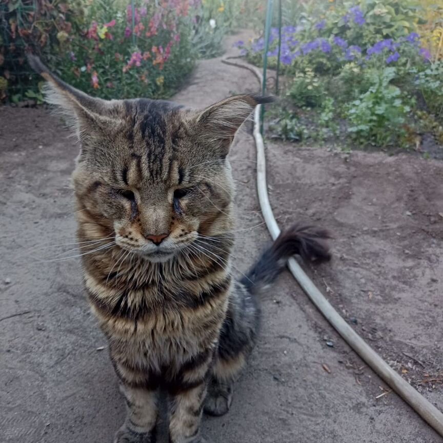 Мейкун бесплатно