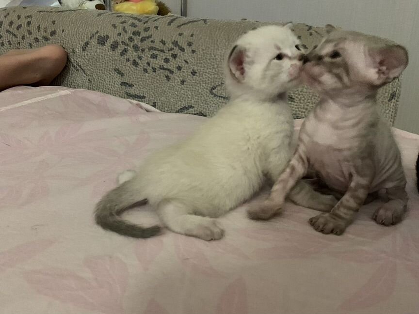 Котята