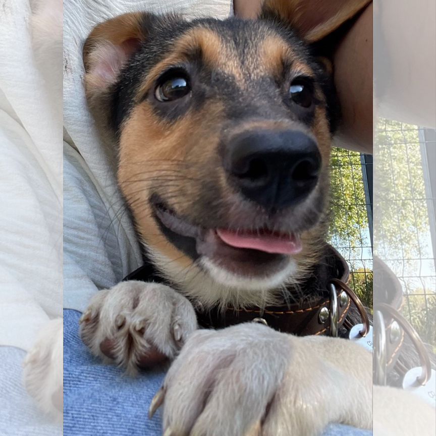 Щенок Джессика ищет дом и заботливых родителей