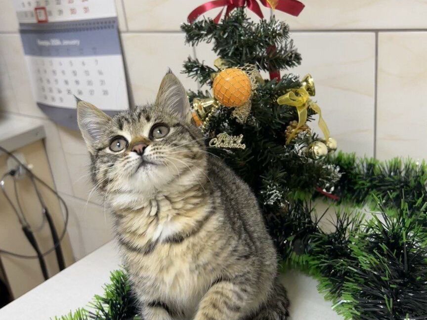 Тигруля ищет дом