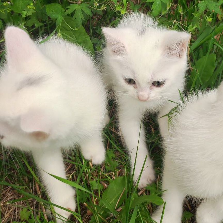 Супер котятки