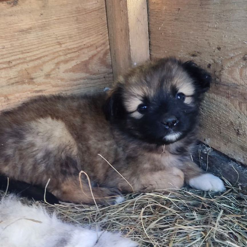 Пушистик Мишка