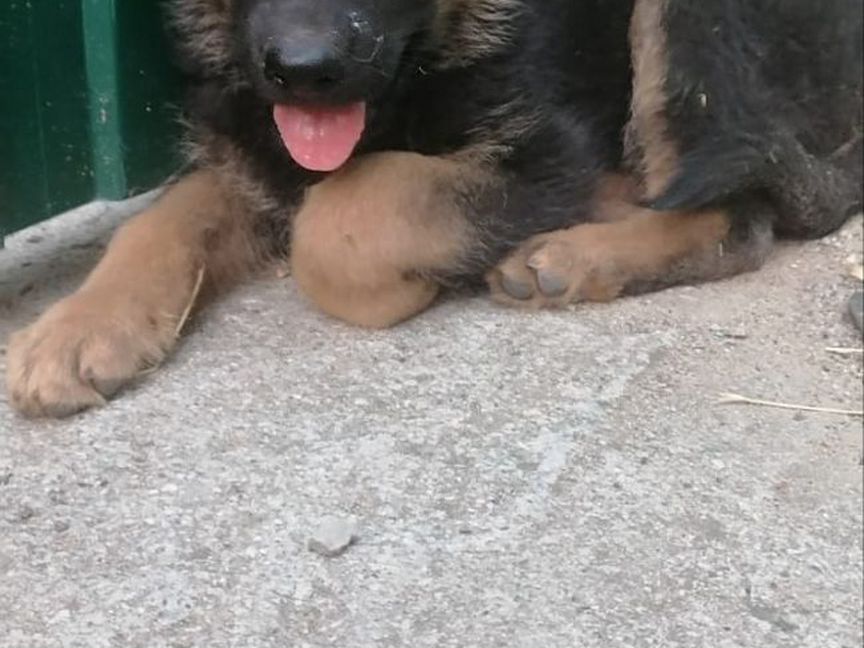 Немецкая овчарка