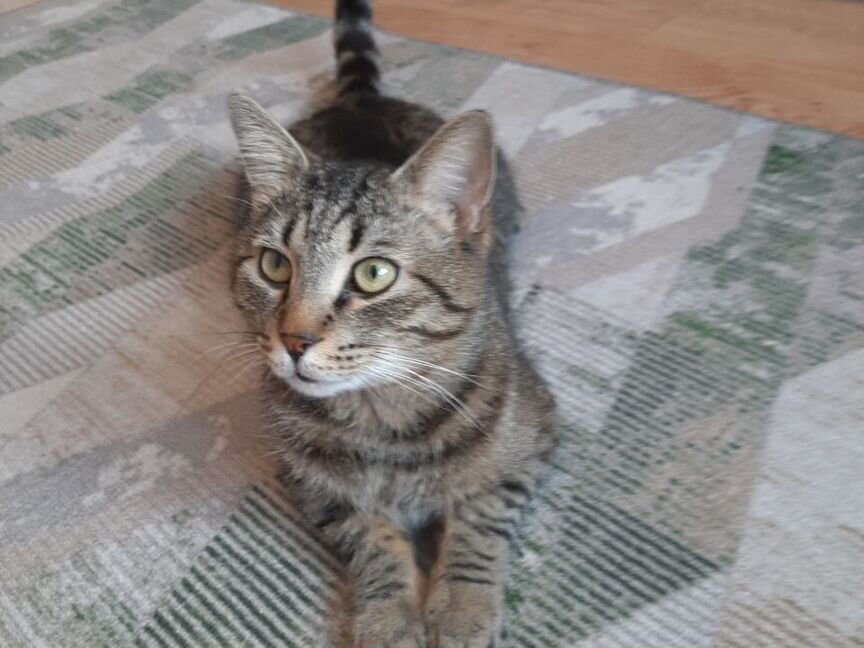 Кот 2 года Кеша