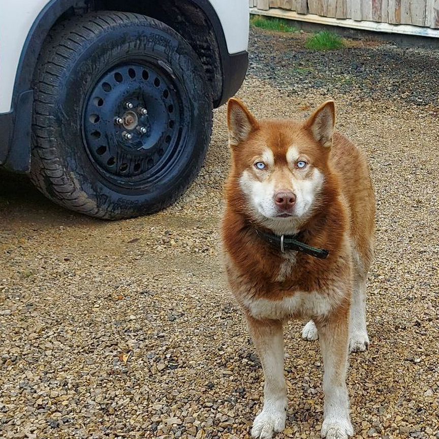Сибирский хаски, взрослый пёс