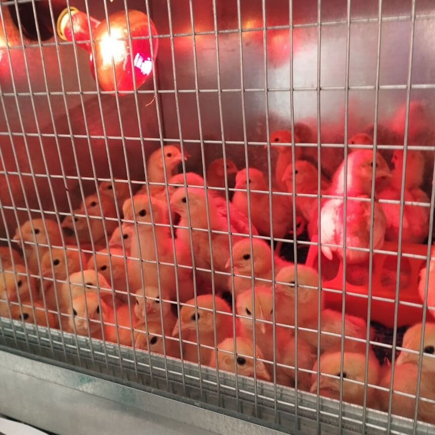 Цыплята несушки