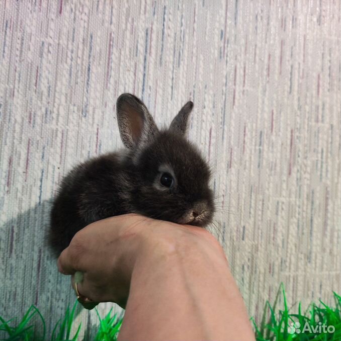 Карликовый кролик - львиный королевский