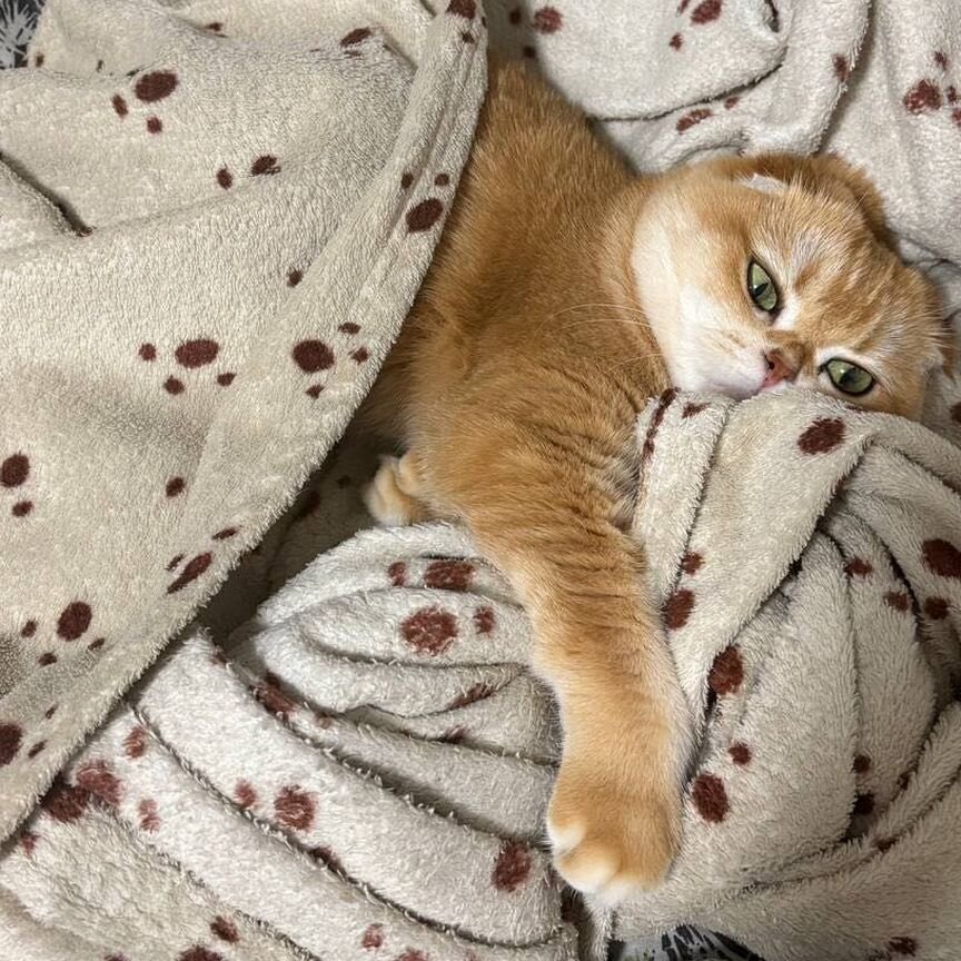 Шотландская вислоухая короткошёрстная, взрослая кошка