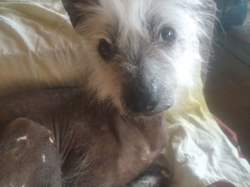 Китайская хохлатая голая кобель